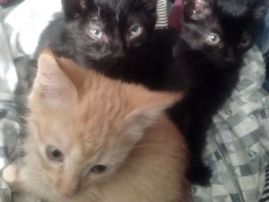 Красивые котята и щенки пропадают на мусорке