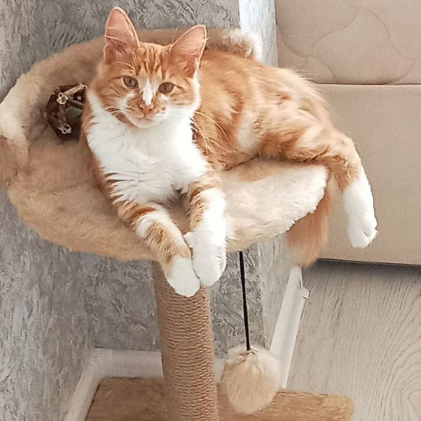 Котенок в добрые руки