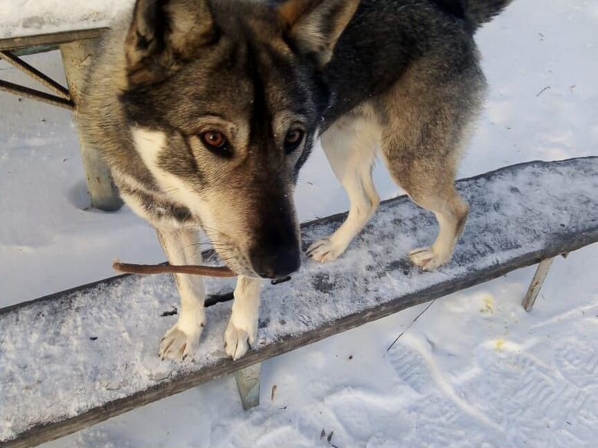 Лайка собака бесплатно