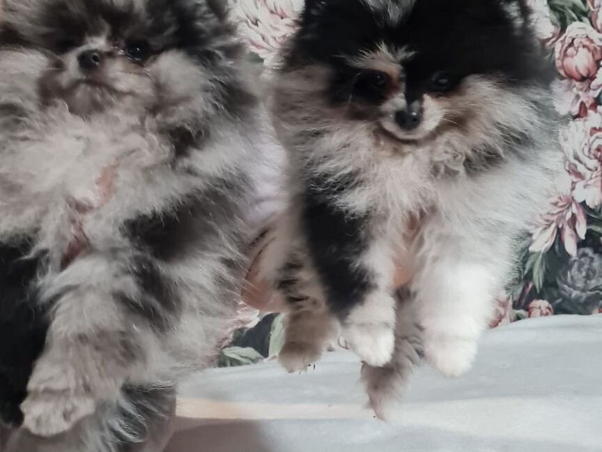 Померанский шпиц. Окрас черный мрамор (мерль )