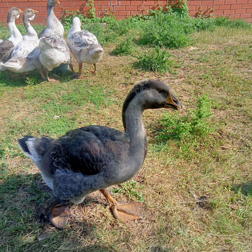 Холмогорские гуси