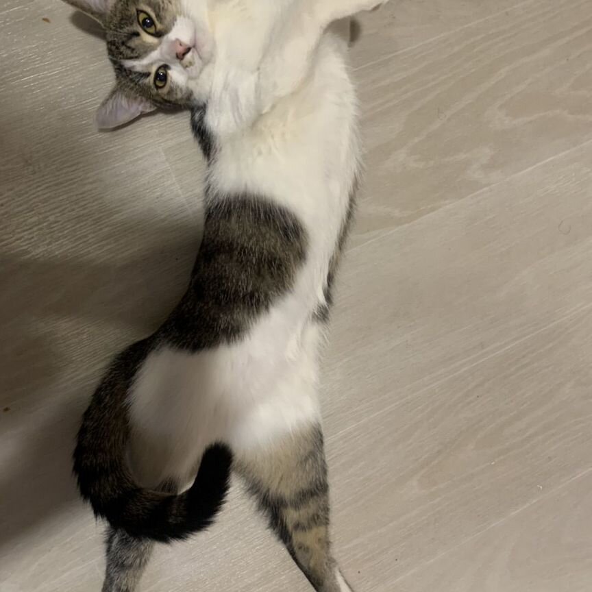 Вязка обычной кошки, нужен кот