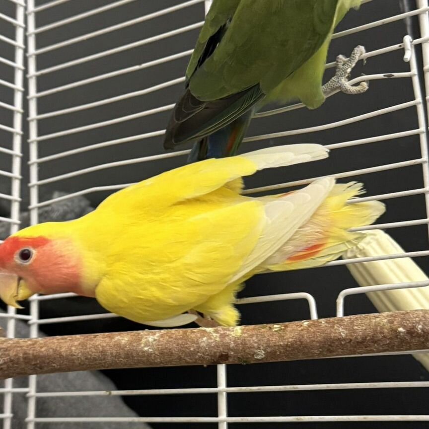 Попугаи неразлучники