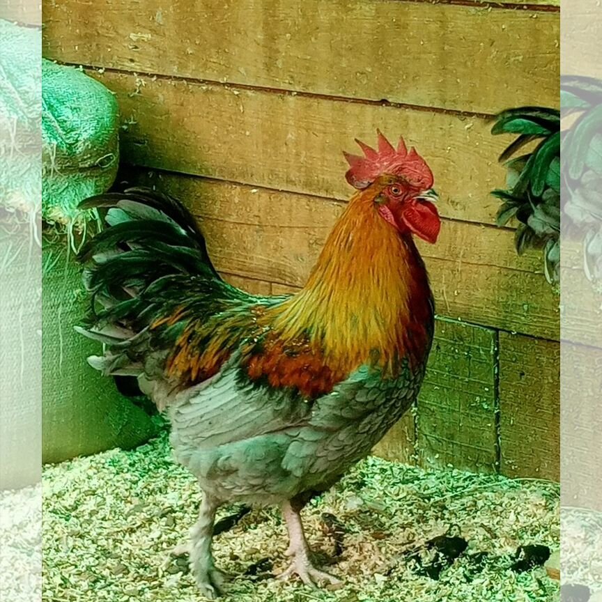 Куры породы маран