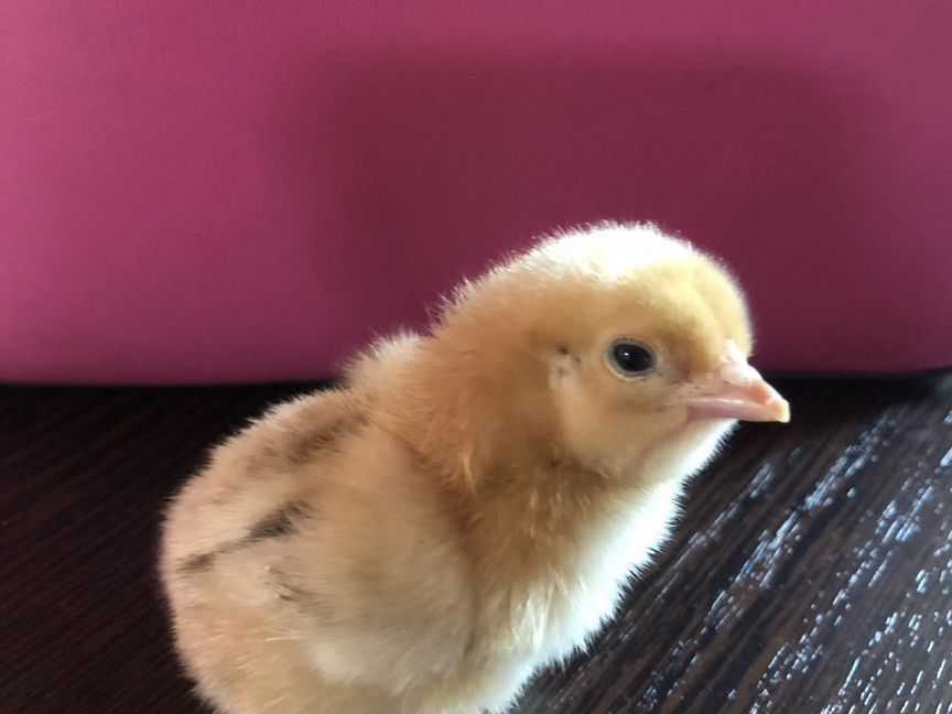 Цыплята Кучинская Юбилейная