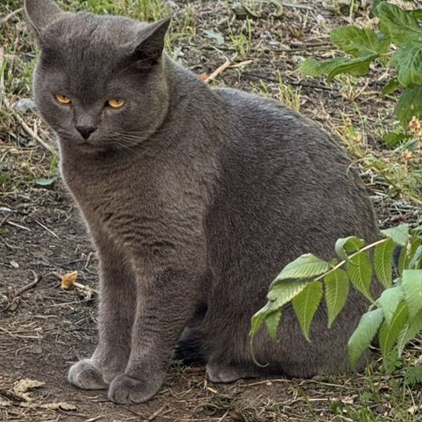 Британский кот