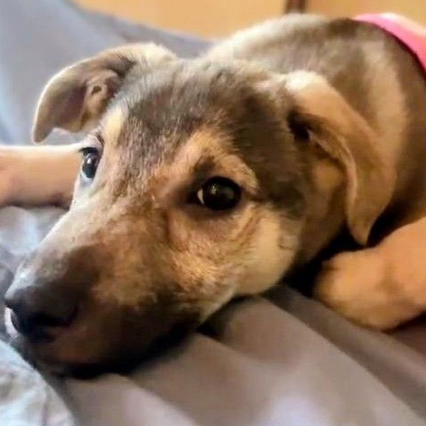 Щенок в добрые руки