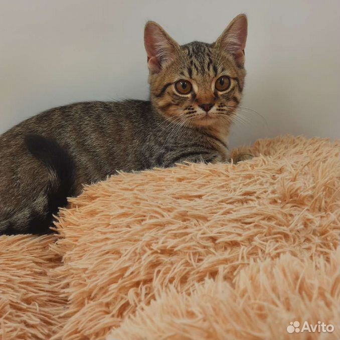 Манчкин стандарт котик