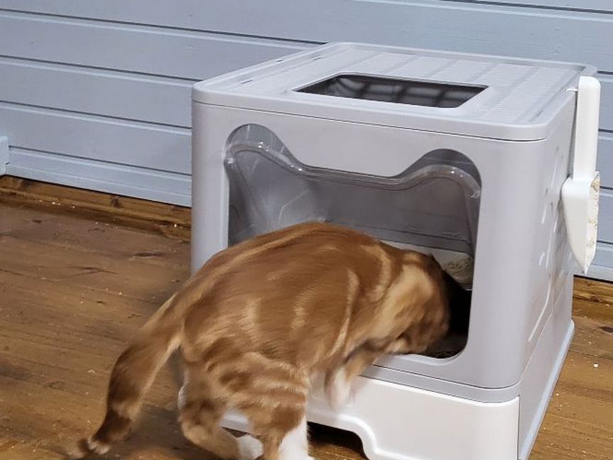 Рыжий котик