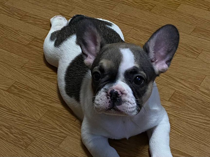 Французята плюшки