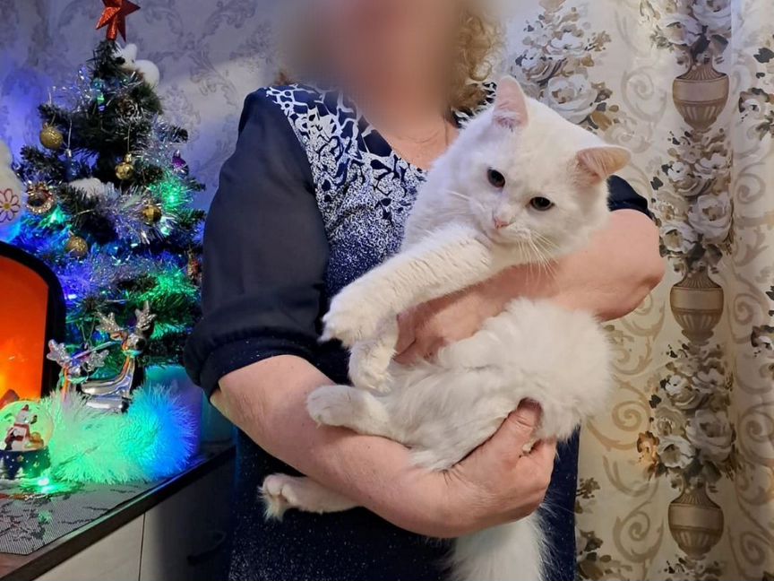 Найден кот, Авиастроительный район