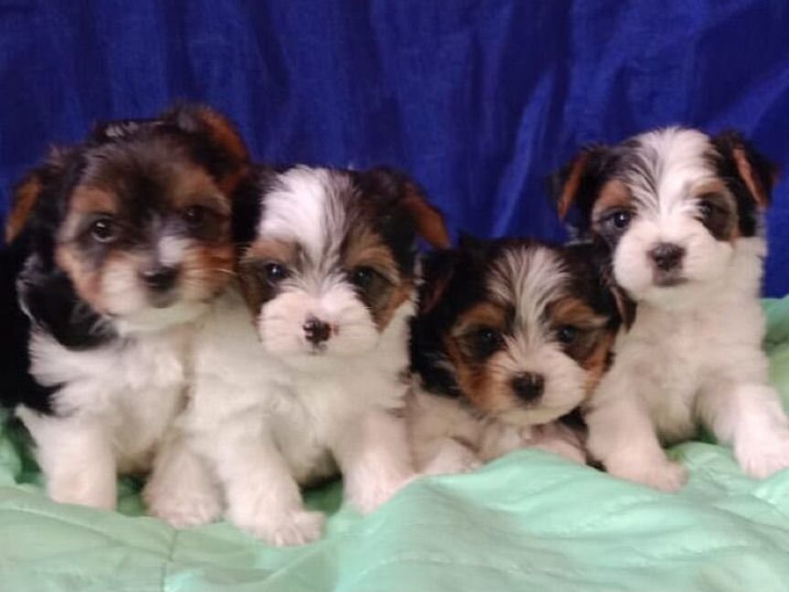 Щенки бивер йорка