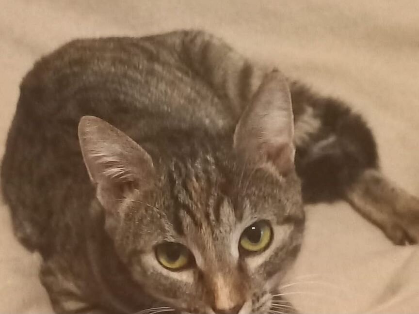 Симпатичная полосаточка Муха в дар