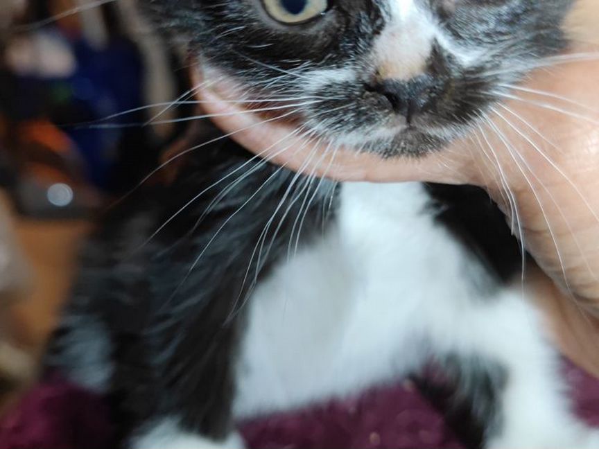 Котенок Котёночек котёнок