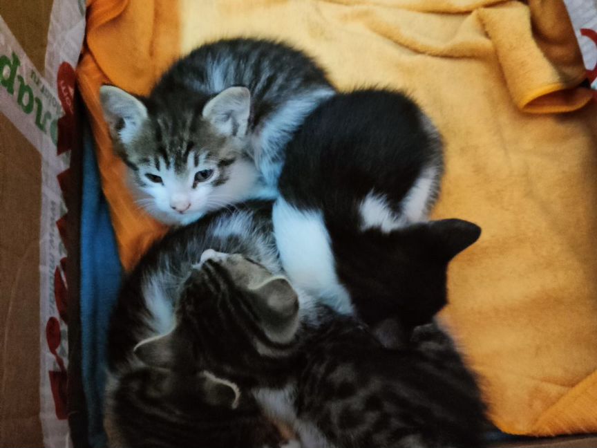 Котята в добрые руки мальчики