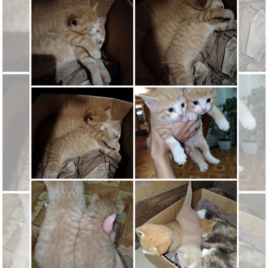 Котёнок в добрые руки