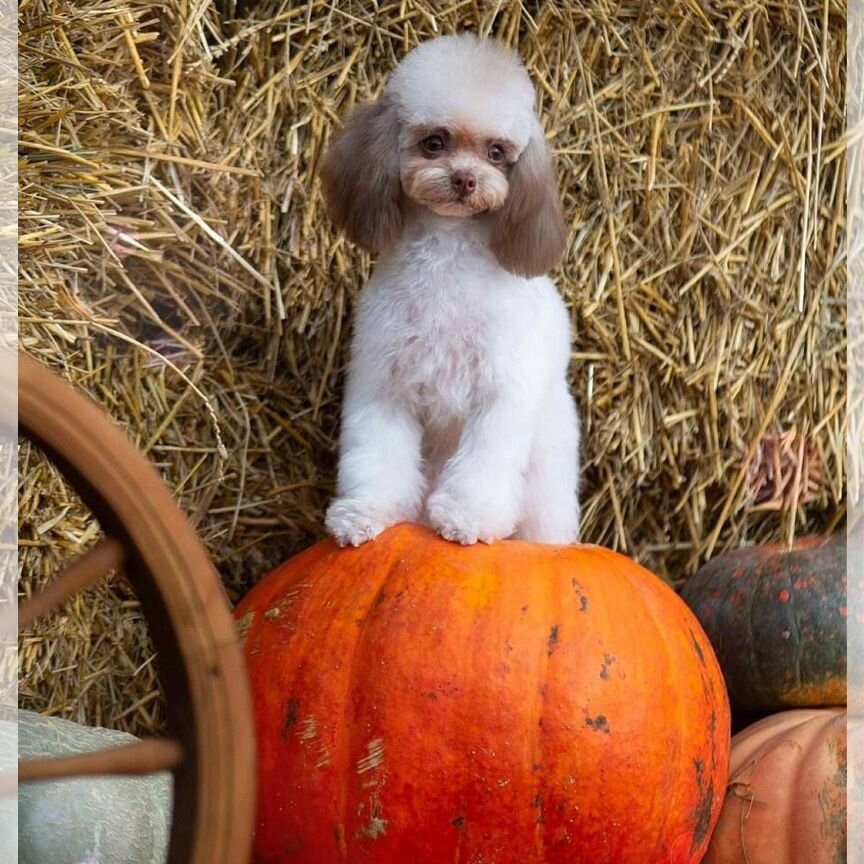 Той-пудель, взрослый пёс