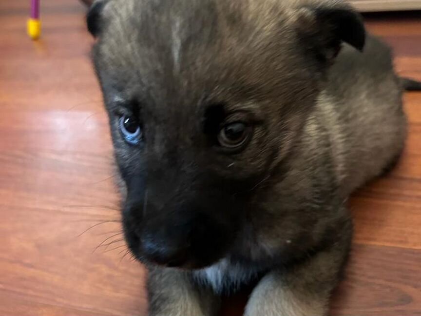 Щенок мальчик Лаки 2 мес ищет дом