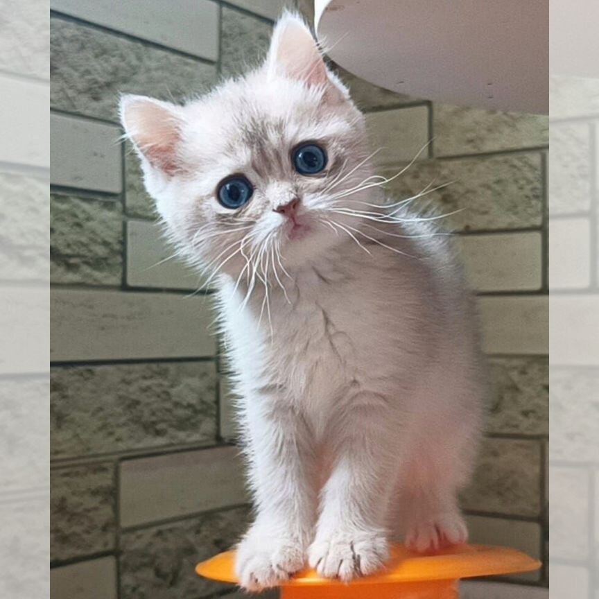 В любимые любимки