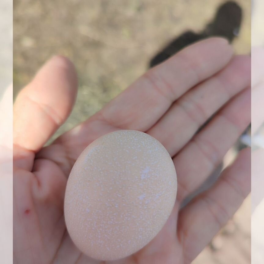 Домашние яички. Курочки на свободном выгуле