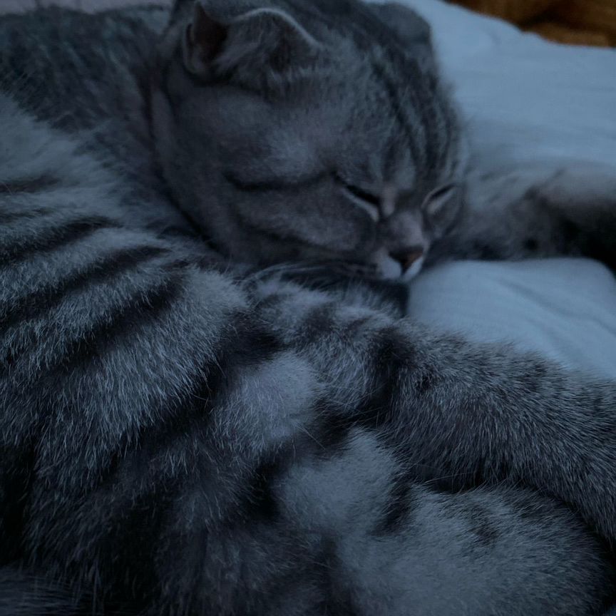 Шотландская кошка скотиш фолд