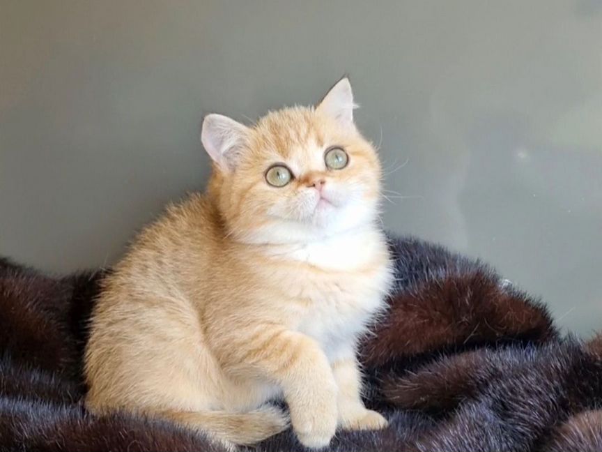 Девочка золотая шиншилла