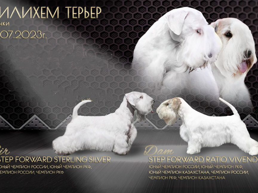Силихем терьер