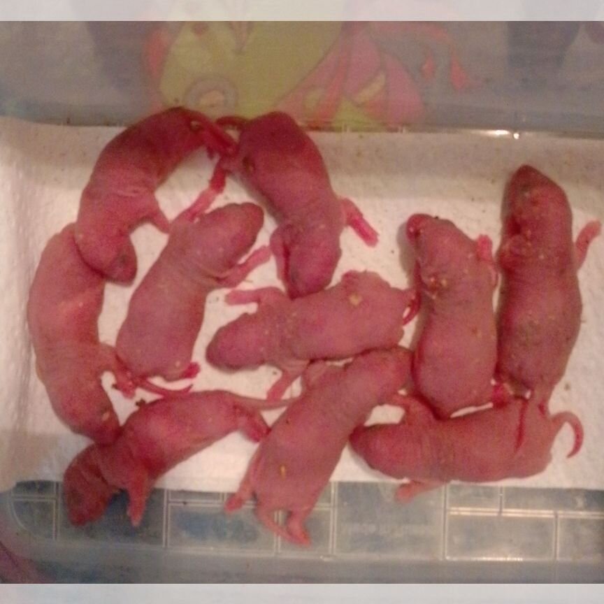 Кормовые крысы замороженные