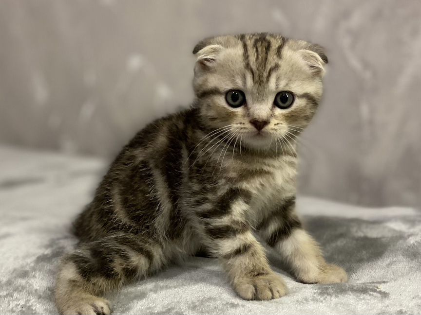 Шотландская вислоухая кошка