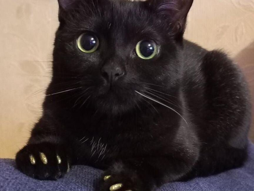 Кошки в добрые руки бесплатно