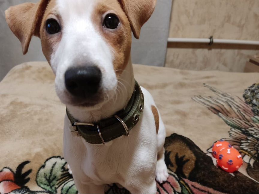 Вязка джек рассел терьер