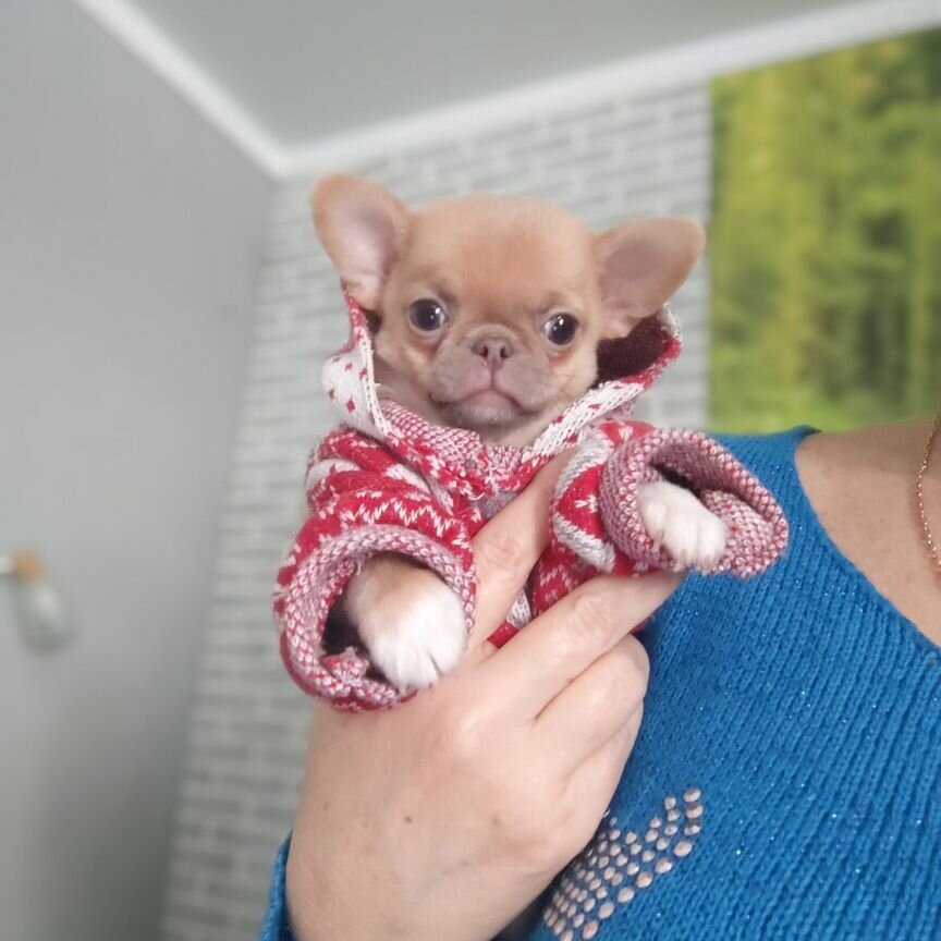 Чихуахуа, щенок