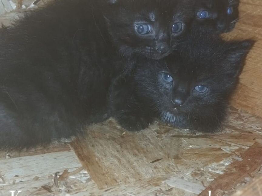 Кошки в добрые руки бесплатно