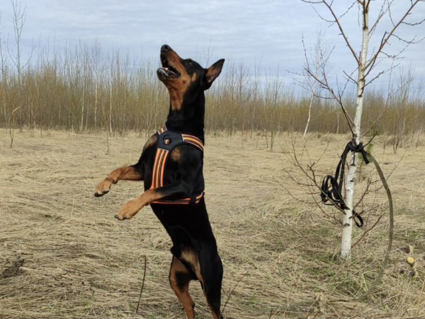 Отличный друг-компаньон в поисках хозяина