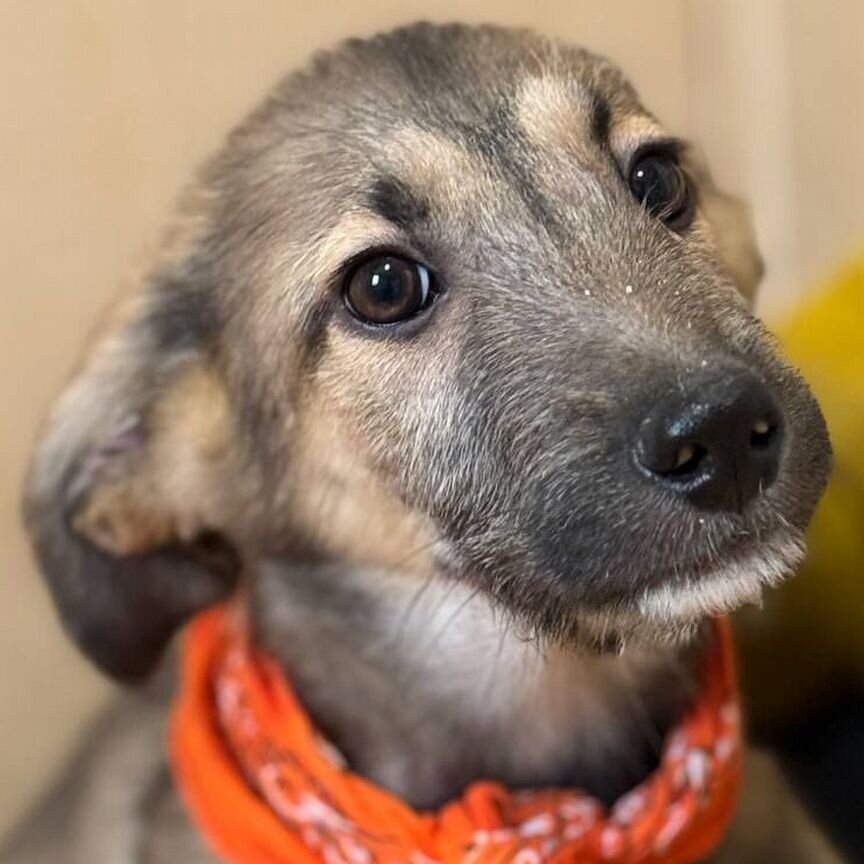 Щенка выбросили в коробке на мусорку