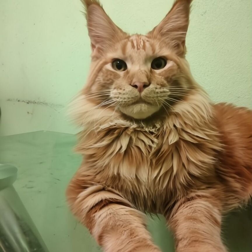 Мейн-кун котёнок