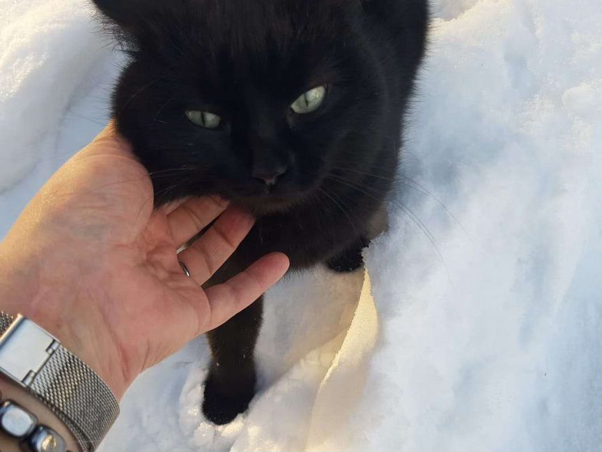 Кот погибает на дачах