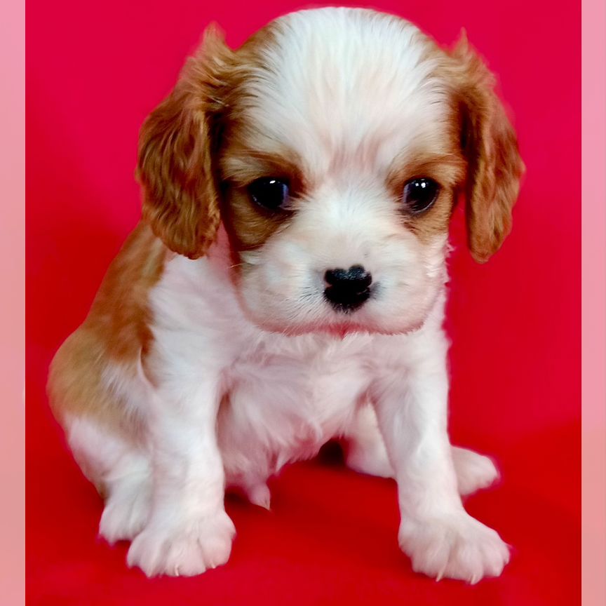 Кавалер кинг-чарльз-спаниель, щенок