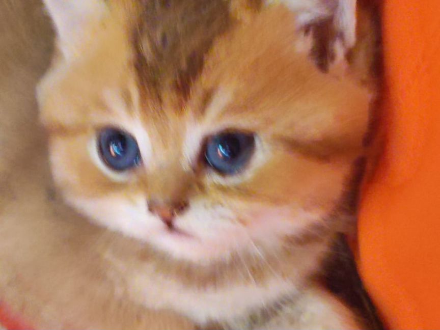 Ласковый британский котик