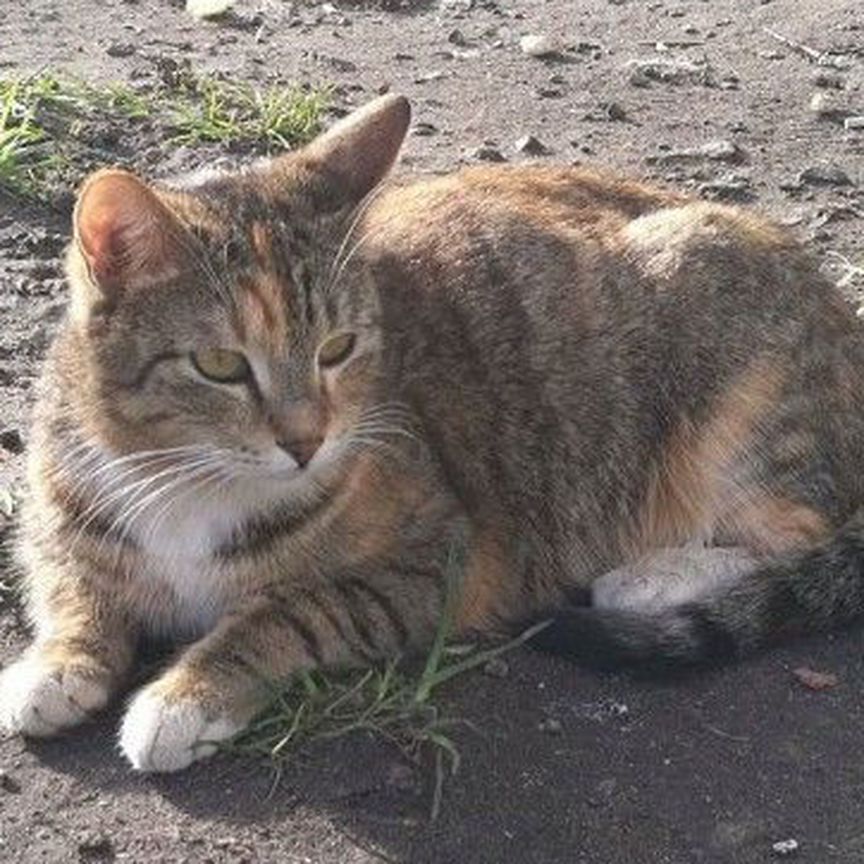 Ласковая скромная кошечка на улице