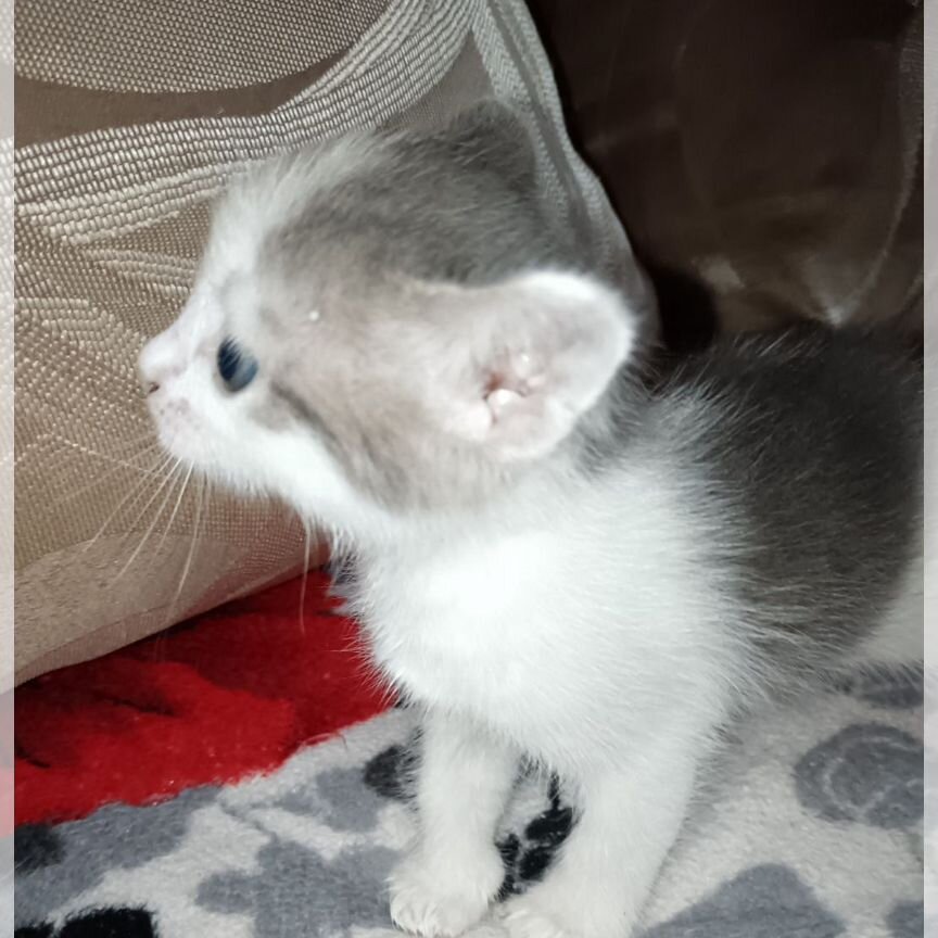 Котята в добрые руки отдаются три котёнка,мальчики