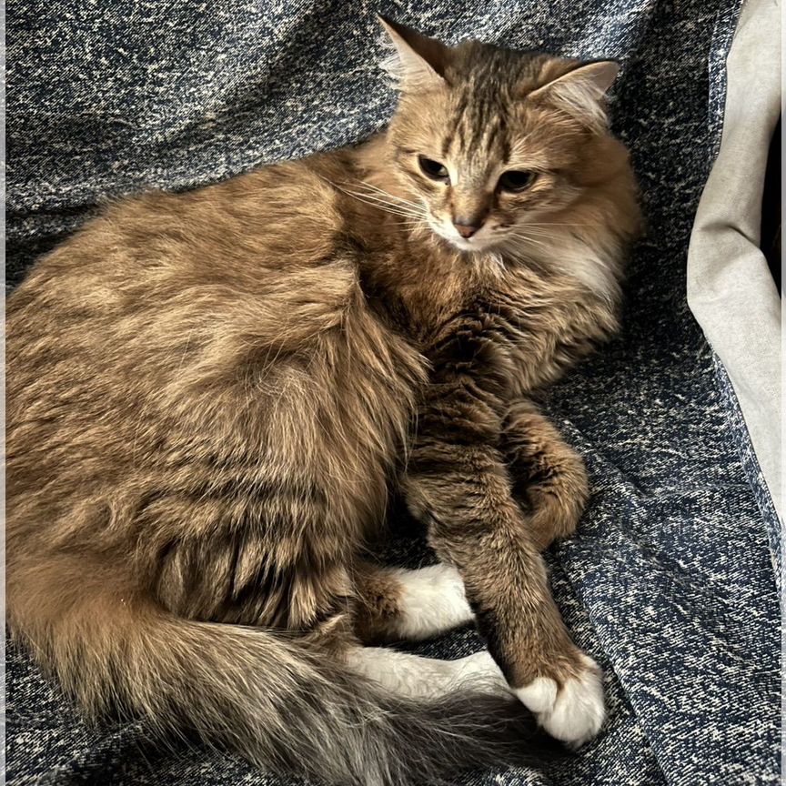 Саванна, взрослая кошка