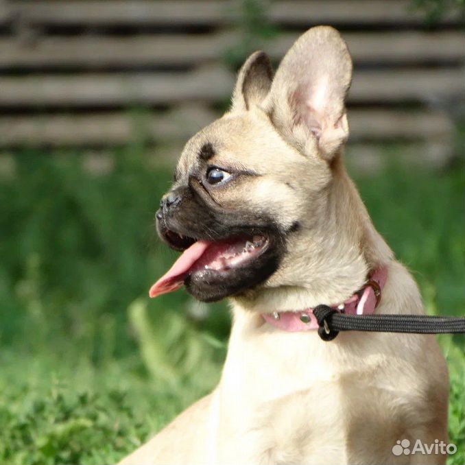 Малыш мини палевого окраса