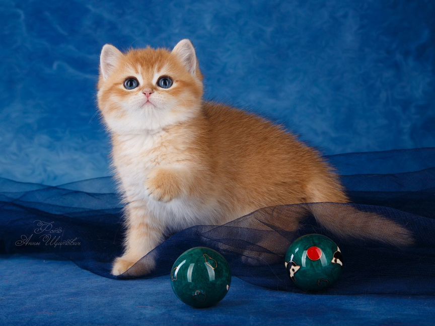 Британская золотая шиншилла