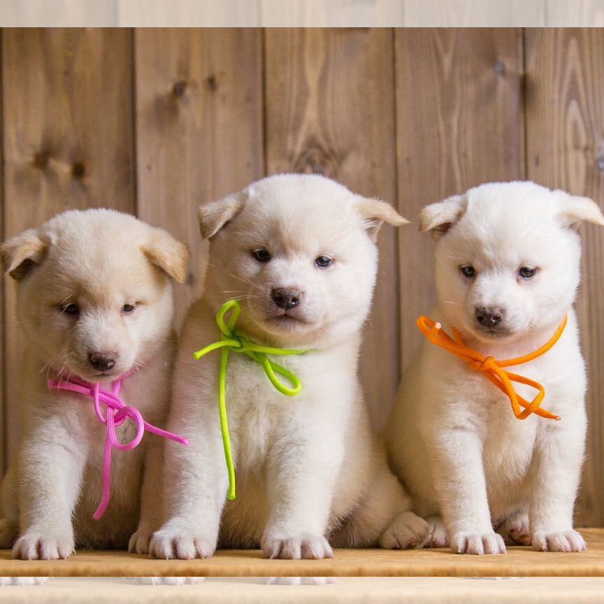 Сиба-ину, щенок