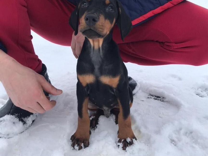 Щенки добермана