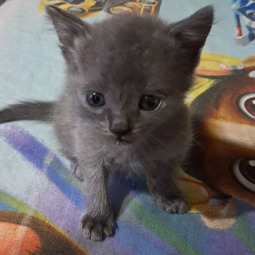 Котёнок в добрые руки