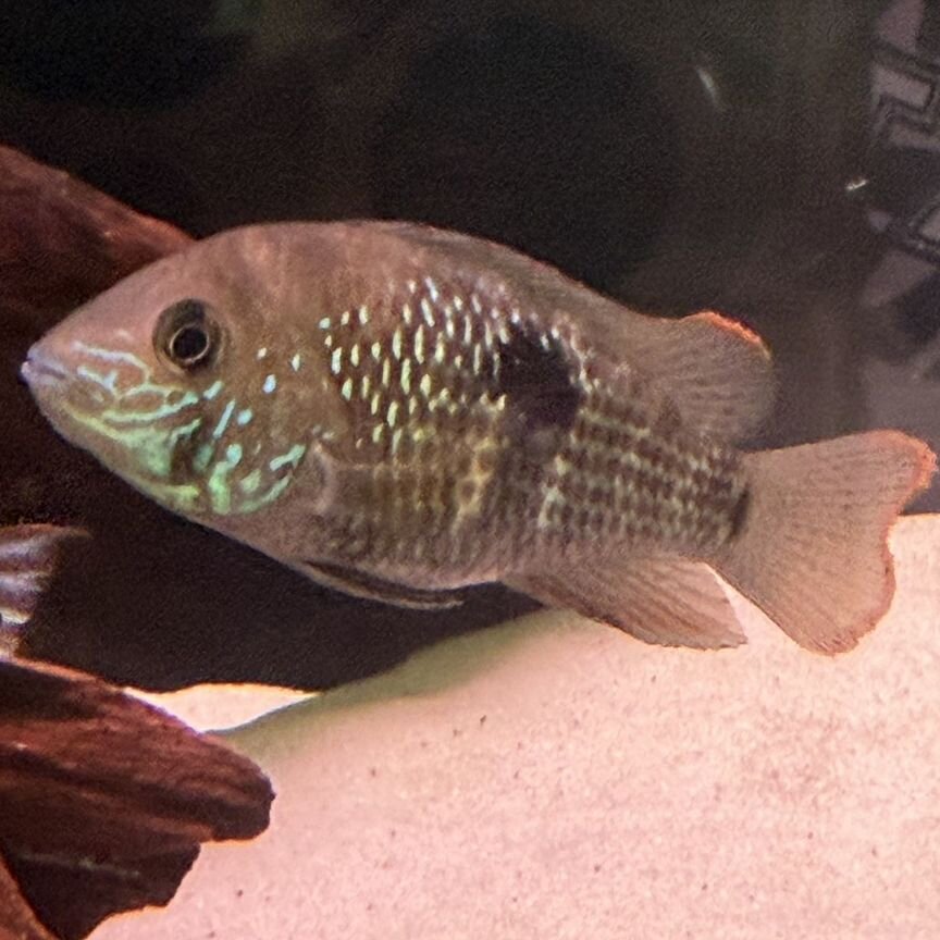 Акара бирюзовая цихлида