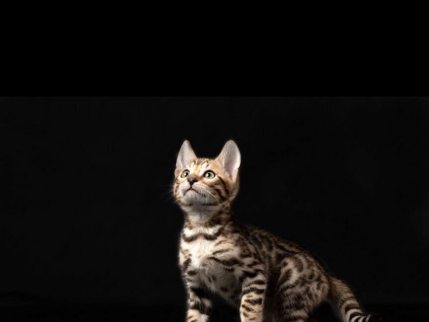 Бенгальские котята