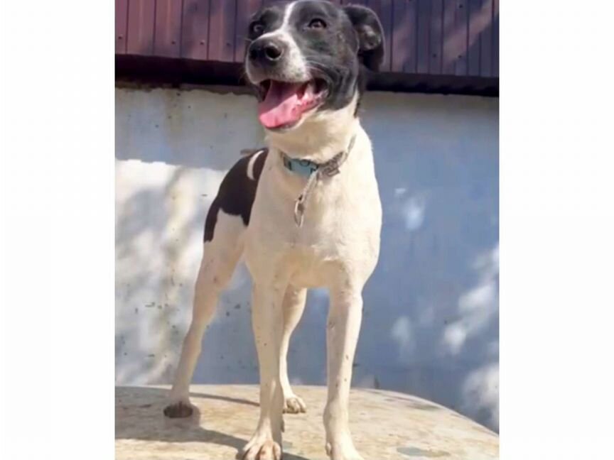 Собака стерильна, привита